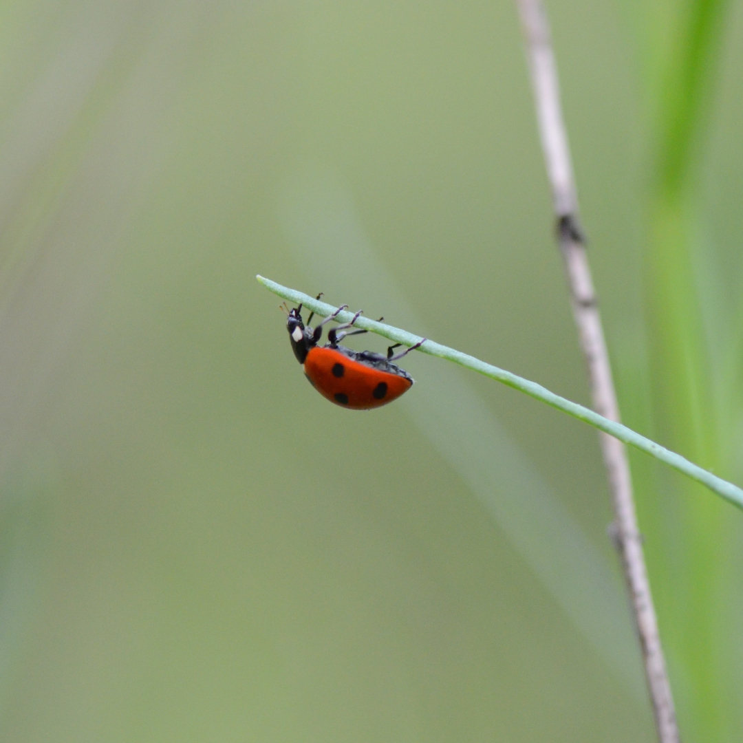 A Bug Friendly Day Out At Diggerland | Diggerland UK Theme Park